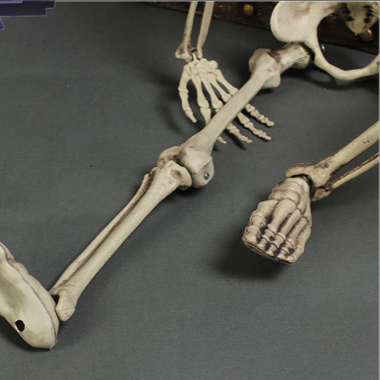 Wholesale KLGJ Halloween Skeleton Props - 90CM,170CM,70CM,40CM, White ...